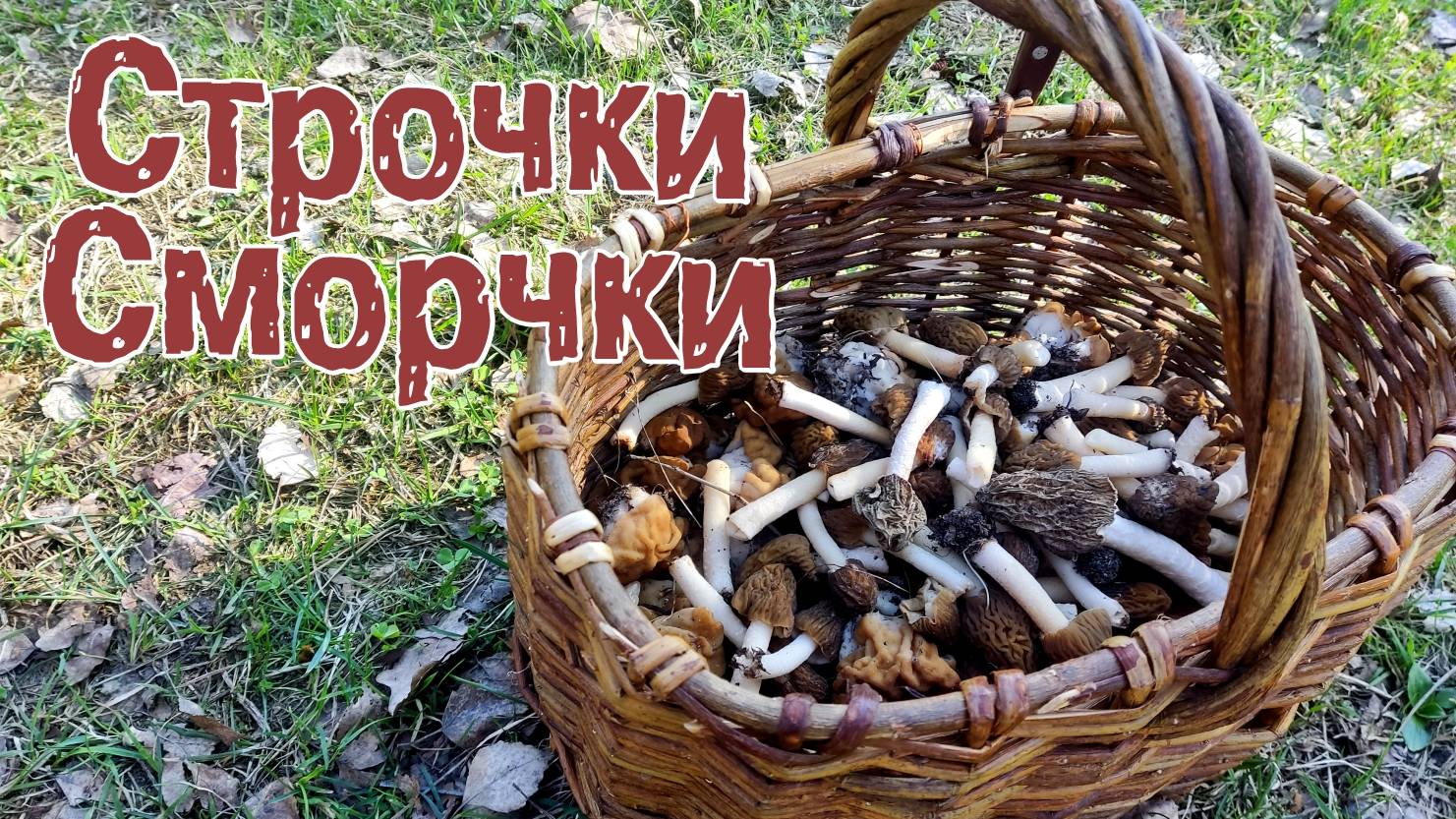 Строчки и сморчки пошли. 24.04.2025