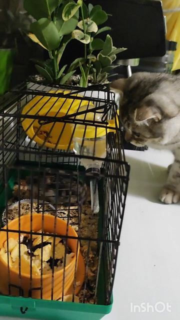 Кошки-мышки