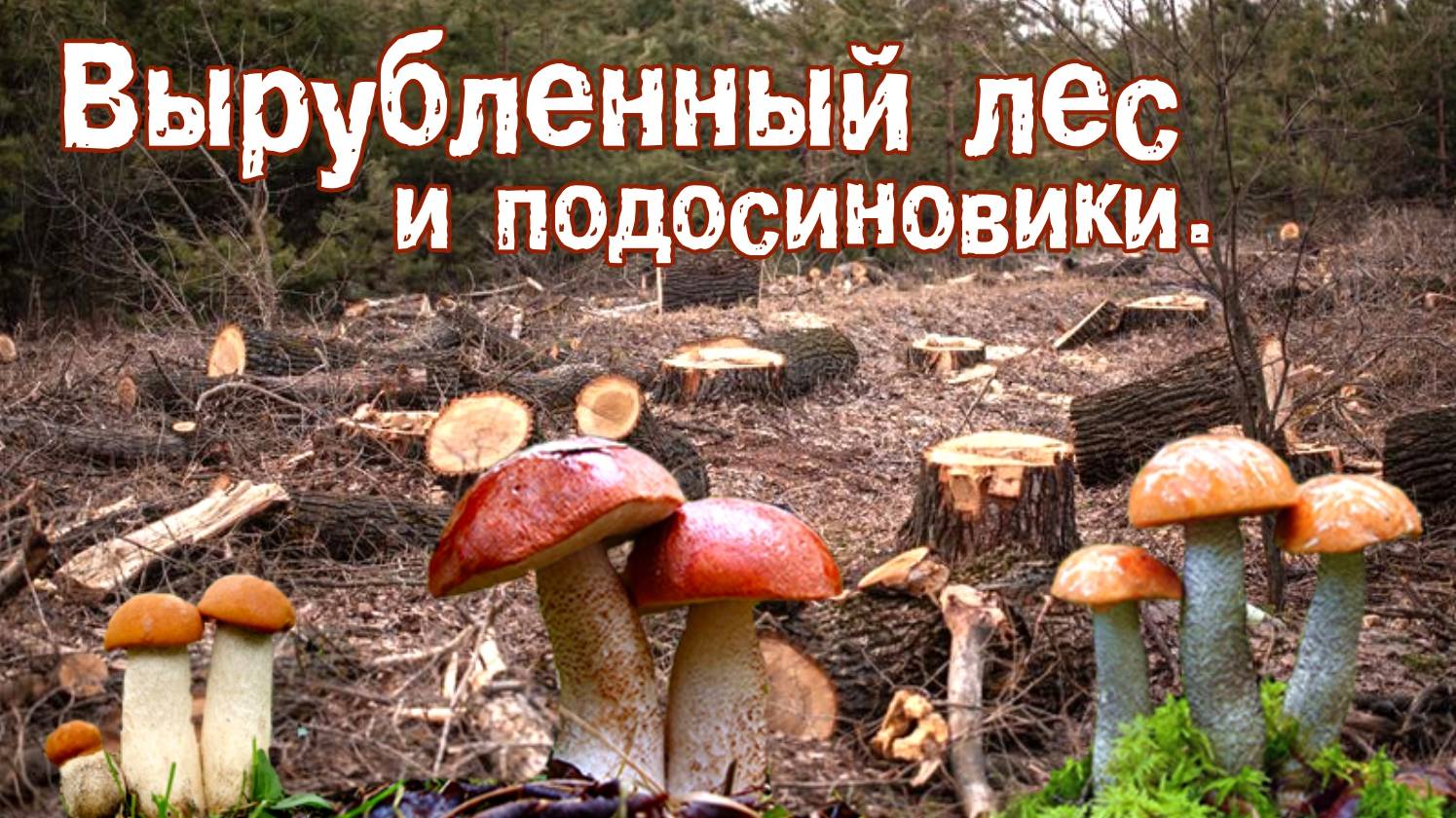 Вырубленный лес  подосиновики 25.06.2025