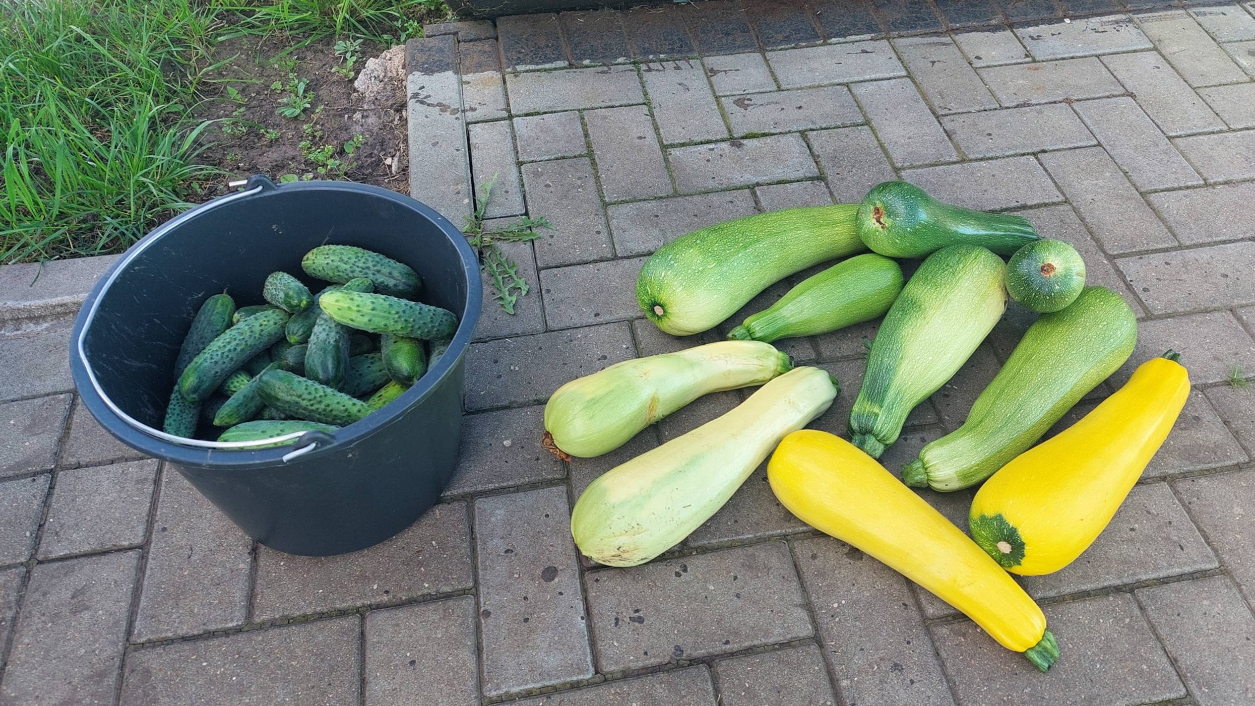 Хорошо в деревне летом! Огурчики, помидорчики и кабачки. Домашние заготовки овощей на зиму.