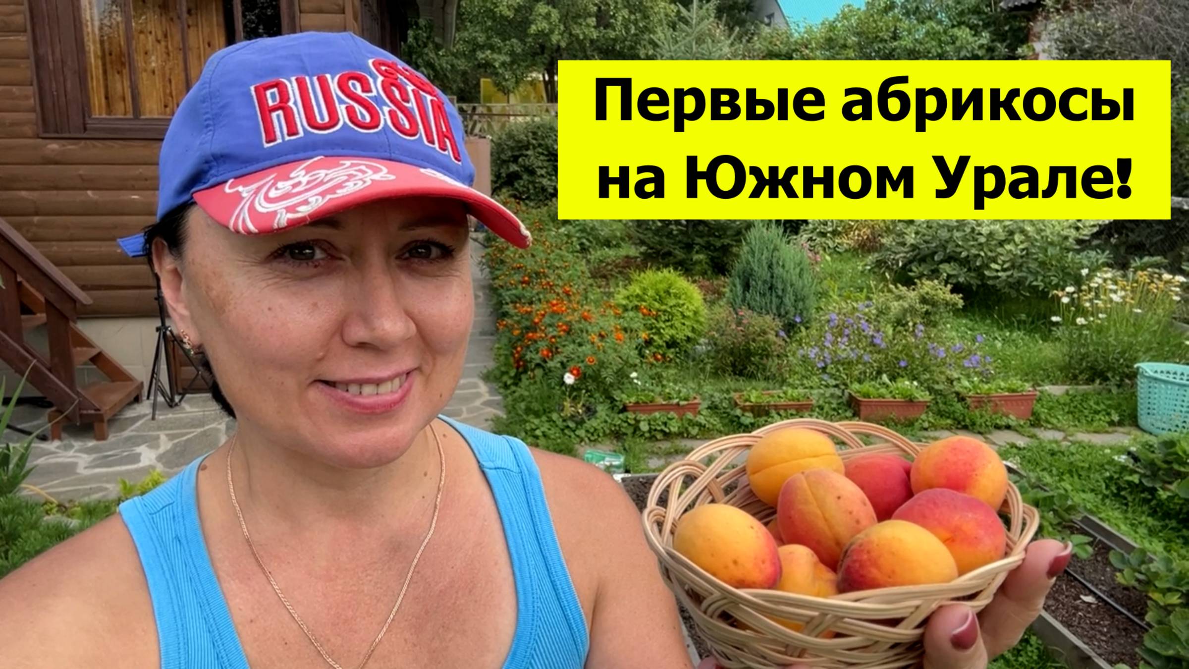 Первые абрикосы! 3 августа на даче. Посадила клубнику, муж выкорчевал жимолость