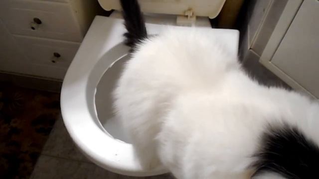 Приученный кот Сёмыч ходит сам на унитаз
