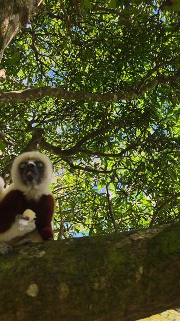Сифака, лемур очень любит бананы, Мадагаскар