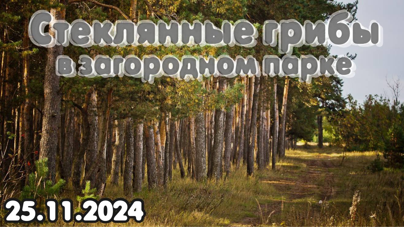 Стеклянные Грибы в загородном парке 25.11.2024