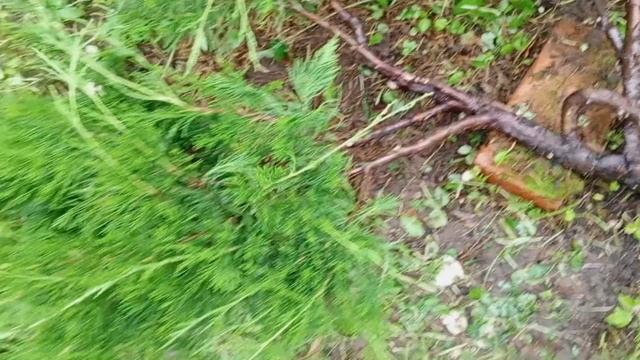 Стрижка Можжевельника Тамарисцифолия, с применением японской ландшафтной техники О-карикоми.