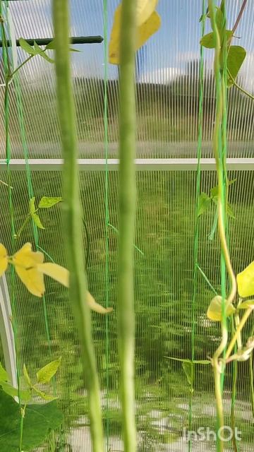 Вигна Сорт Каланча от агрофирмы Гавриш