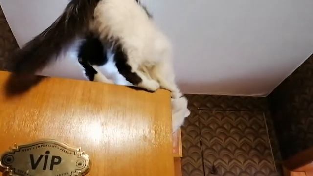 Потерялся кот СЁМА не могу найти в итоге он нашёлся