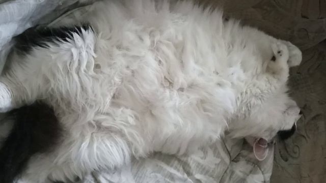 Еще один день из жизни котика Тундры