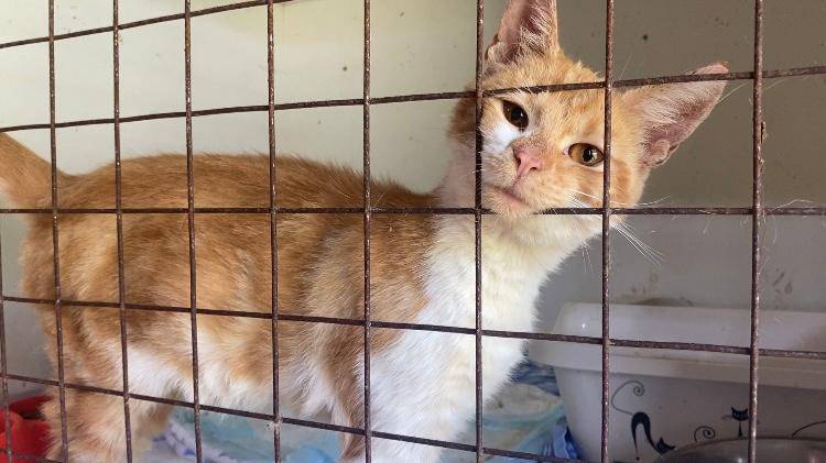 Ириска - здорова!