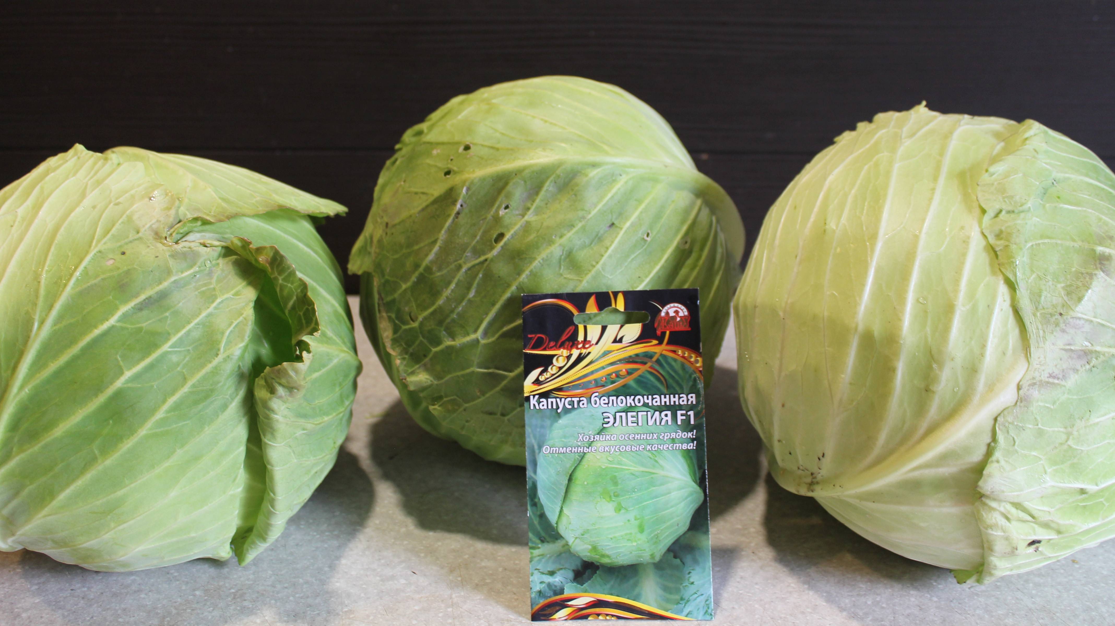 Капуста белокочанная Элегия