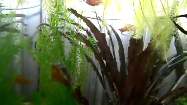Обзор моих аквариумных растений