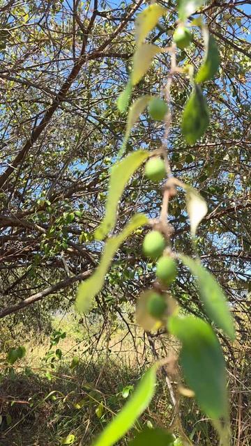 Джуджуб, ягодное дерево Мадагаскара и рядом ядовитые растения
