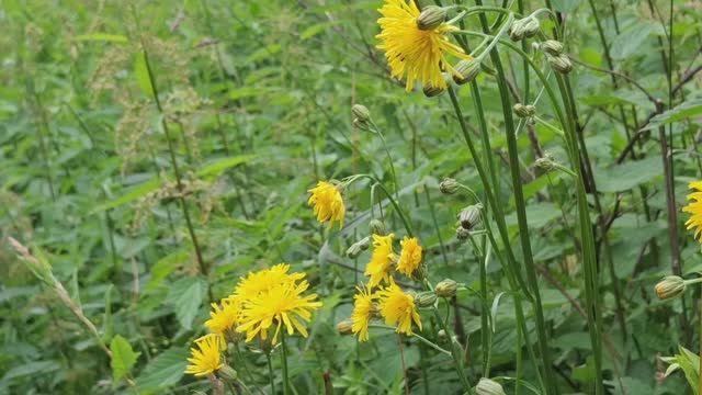 Скерда / Лютики-цветочки