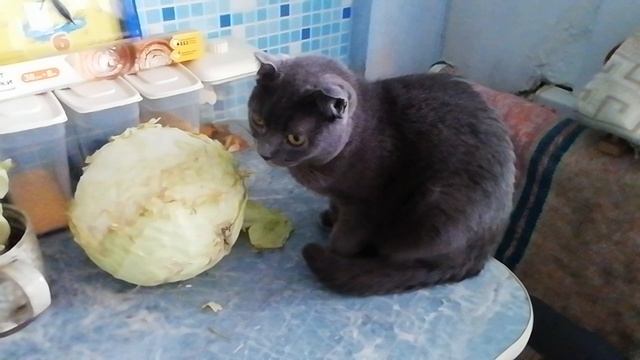 Кот-вегетарианец