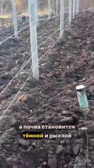 👍Всего одно средство заменит тонны навоза👍