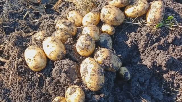 Копаем картошку/ Собираем томаты