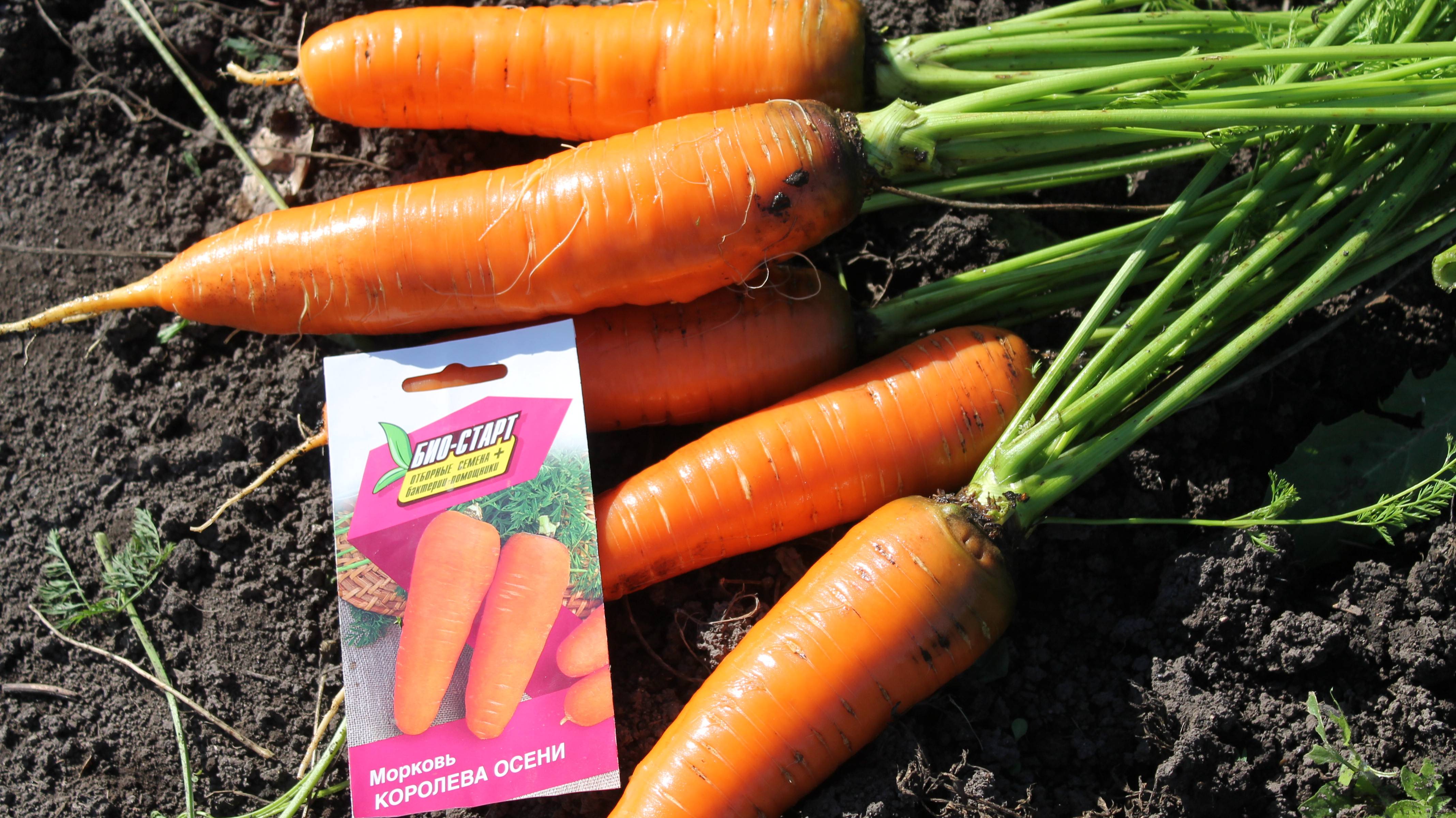 Морковь Королева осени