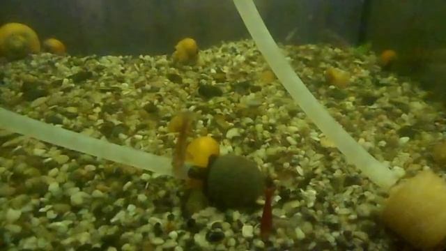 Обзор моего аквариума с рыбками