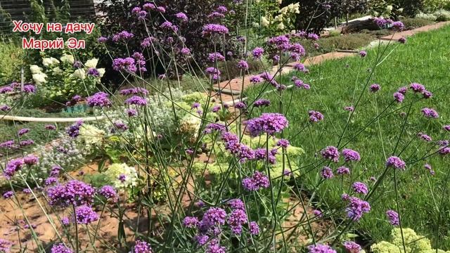 Прогулка по участку. 6.08.25г. Дела дачные. Собрали помидоры.