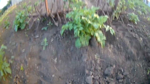 Прополка междурядий картофеля