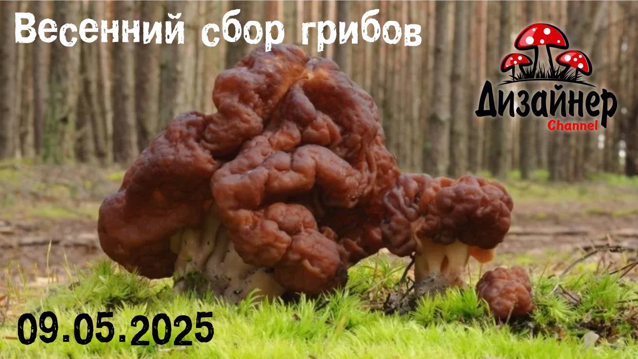Весенний сбор грибов 09.05.2025