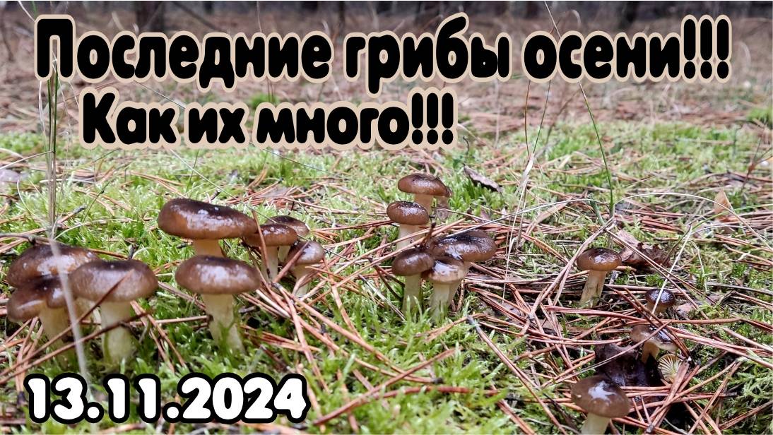 Последние Грибы Осени. 13.11.2024