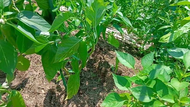 Ускоряю созревание перцев после дождей - снимаю крупные плоды для новой волны цветения