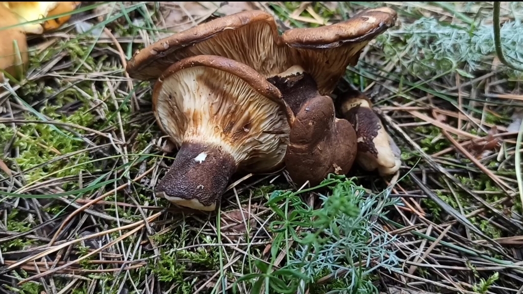 по грибы #3 маслята, полянка опят, сбор грибов в начале августа