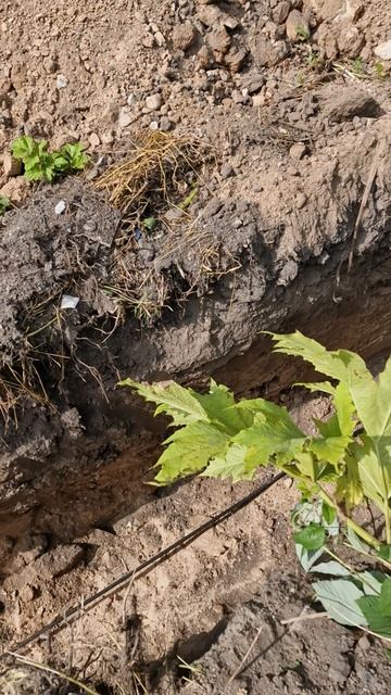 Экскаватор Case