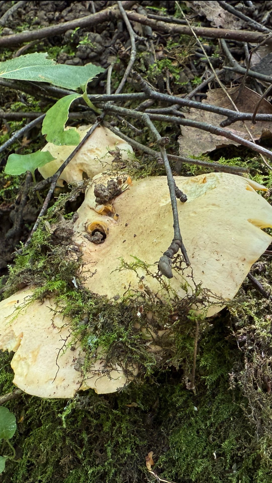 ❗️Наша разведка в лес Фатежского района Курской области 🍄🟫 06.08.2025 г.❗️
