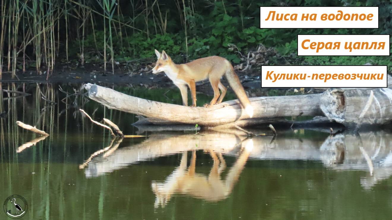Лиса на водопое. Вопли серых цапель. Цапля летит. Кулики-перевозчики. 06.08.2025