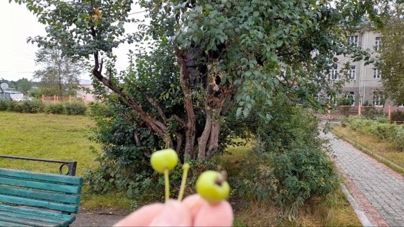 20250803_151044_001 Поела "яблок" на своей северной родине)