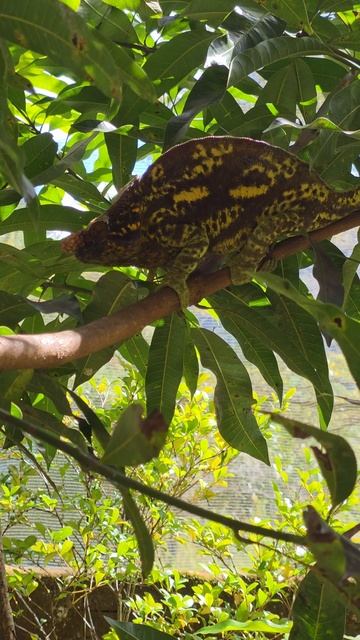 Как хамелеоны меняют цвет, Мадагаскар