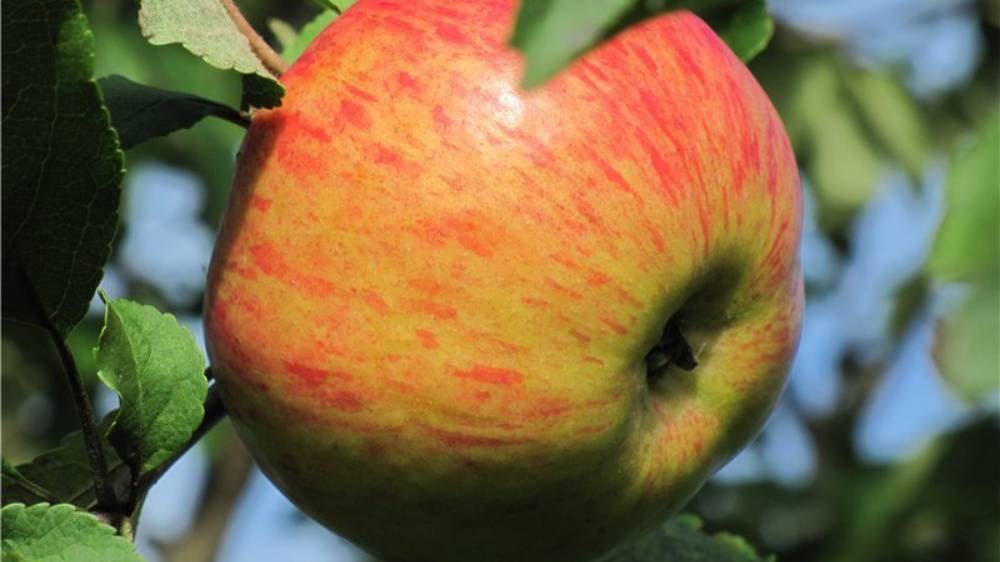 Сорт яблока Медуница