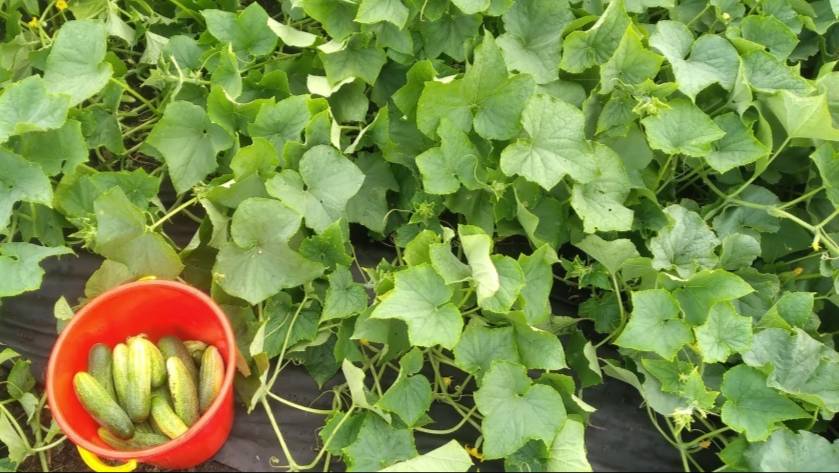 Огурец Дачный