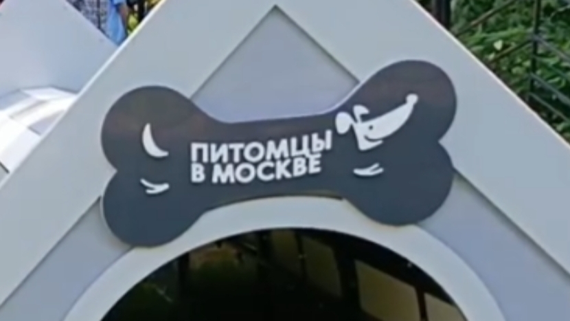 Проект "Питомцы в Москве" 🦮  Вторая часть видео вас удивит😉👻