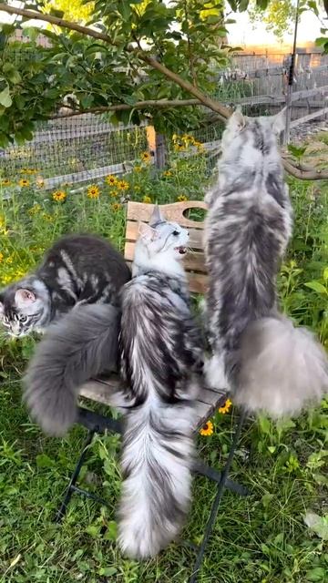 котиков много не бывает