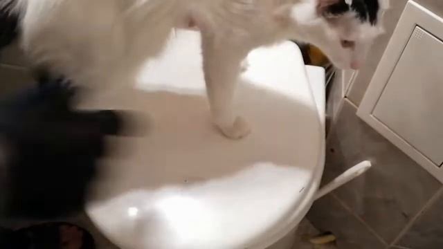 Перчатка для вычесывания шерсти домашних животных