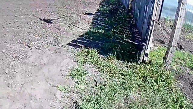 Мотоблок отдыхает. Предвсходовое боронование картофеля.