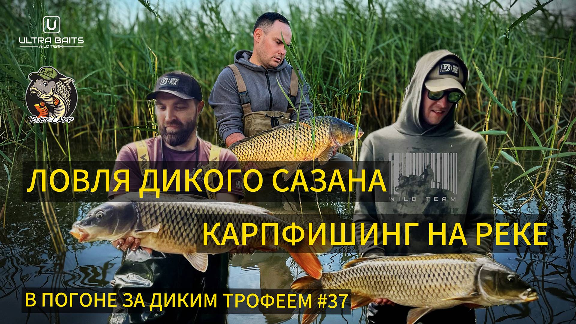 Ловля дикого сазана. Карпфишинг на реке. В погоне за диким трофеем #37