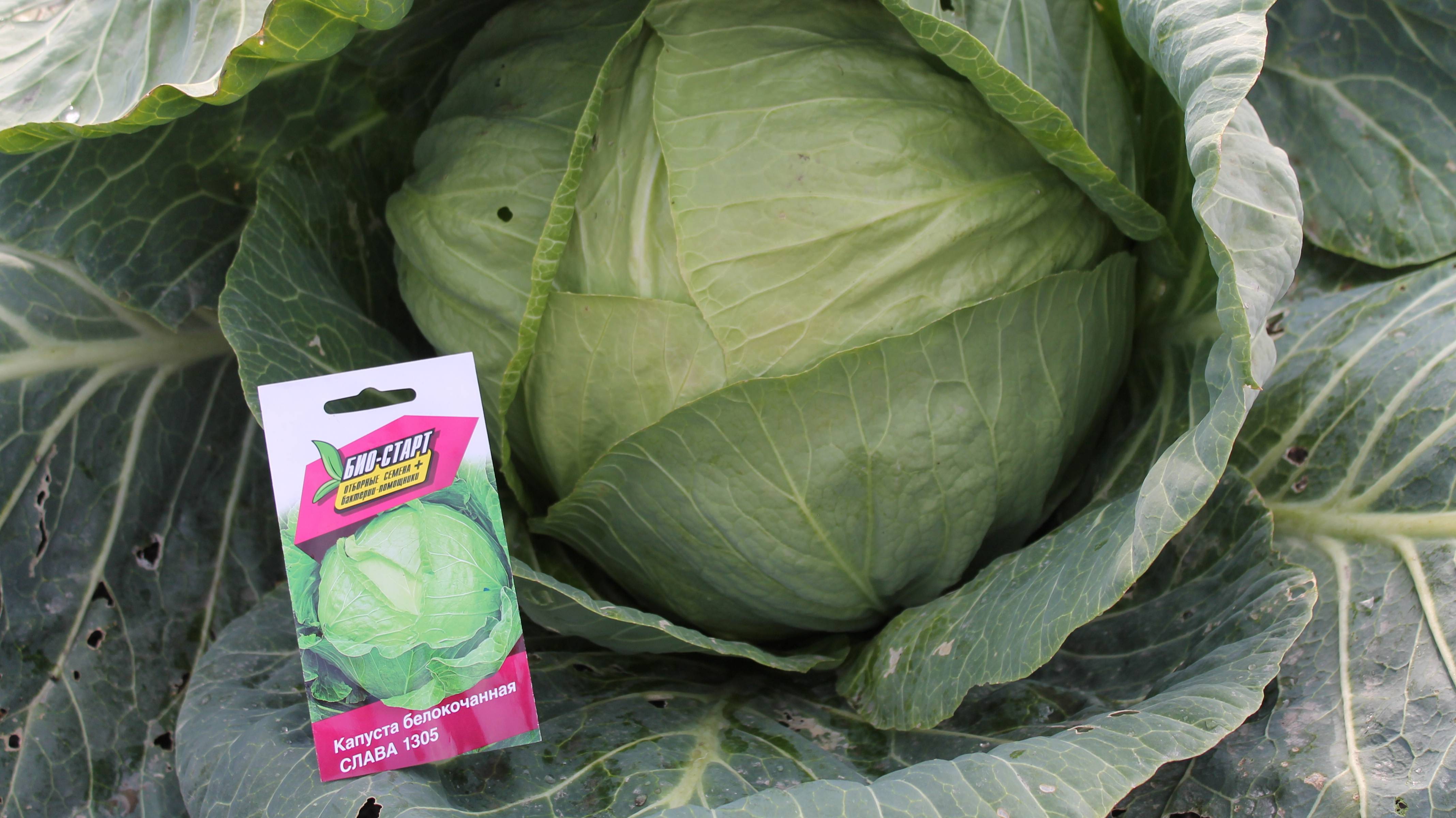 Капуста Слава