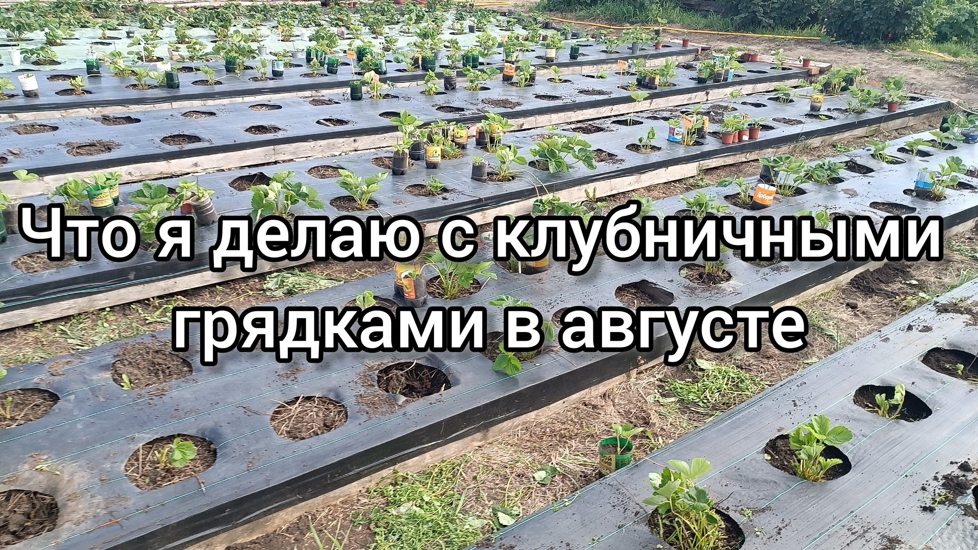Что делаю с клубничными грядками в августе