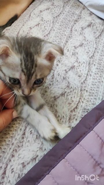 Маленькая мышка. Такая милашка.......