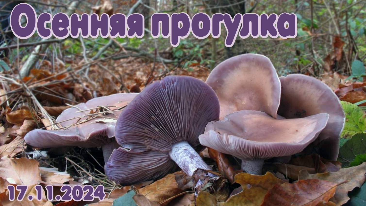 Осенняя прогулка 17.11.2024