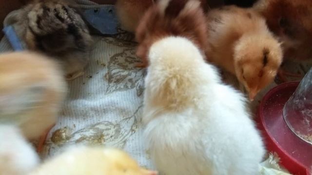 Цыплята напали на оператора