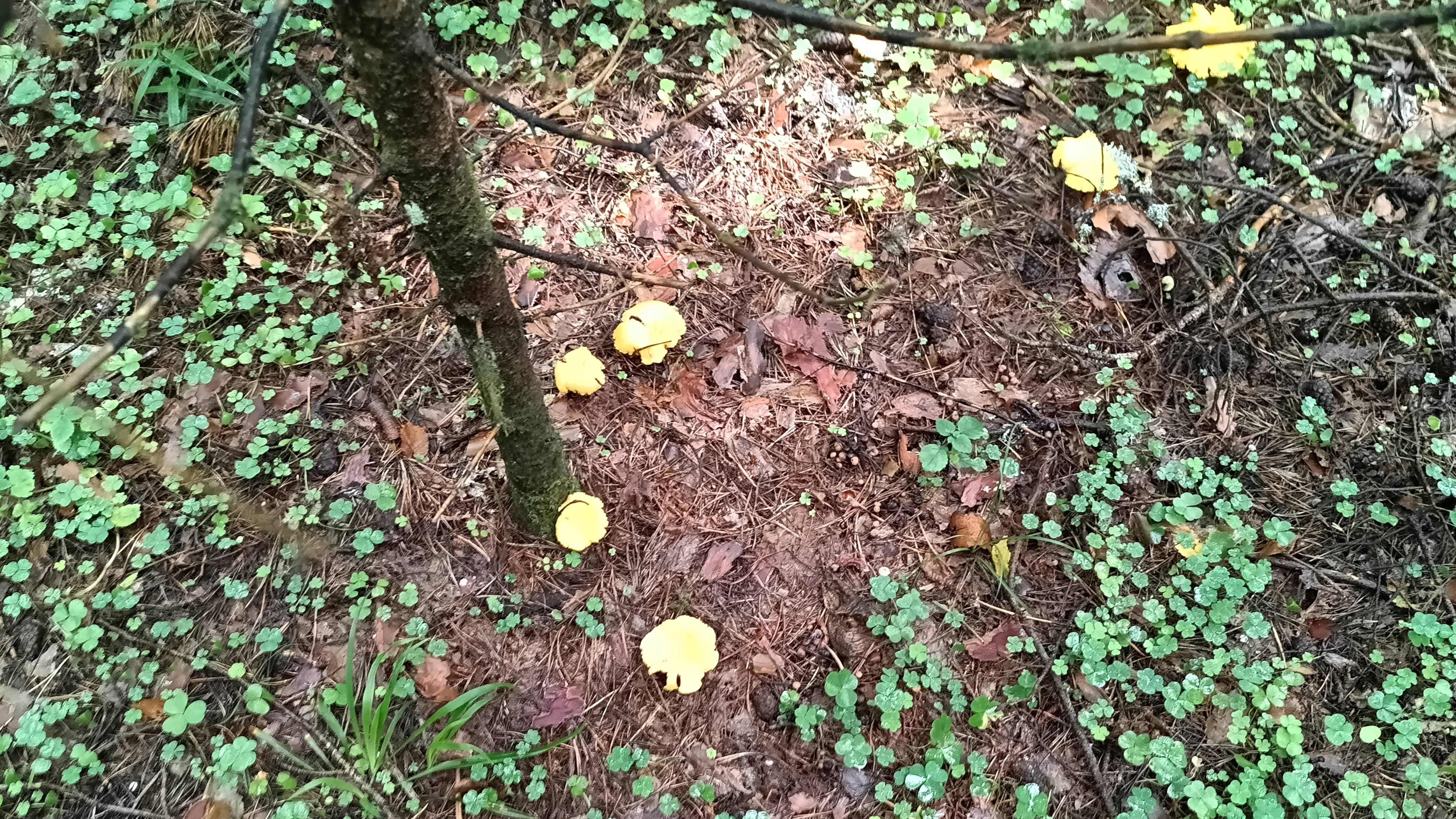 Лесная зарисовка: за грибами