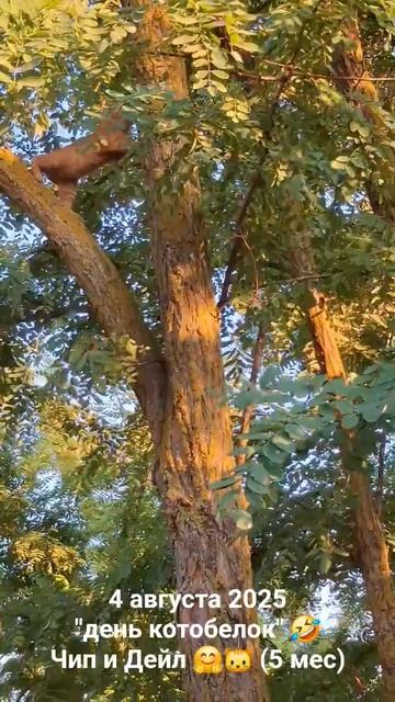 _Котобелки_ 🤣🐱🐿