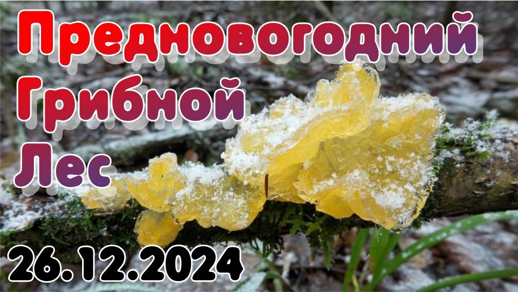 Предновогодний грибной лес. 26.12.2024