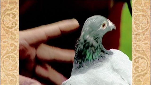 Непрофессионалы. Голубеводы