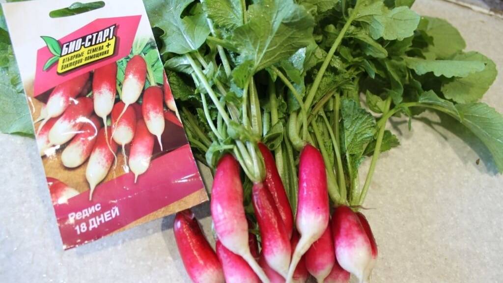 Редис 18 дней